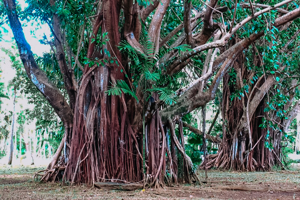 Pamplemousse Mauritius: Un'oasi tropicale di storia e natura